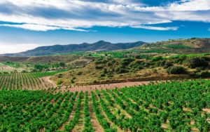 A TASTE OF MONASTRELL – Jumilla Wine